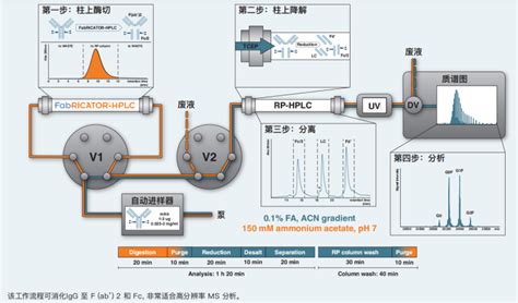抗体结构分析太复杂？fabricator帮你实现定点酶切