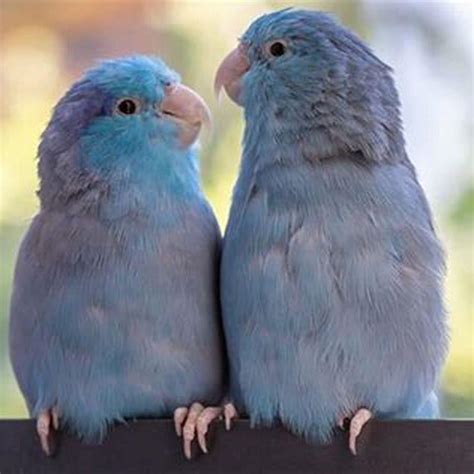 Do Parrotlets Like To Cuddle Diy Seattle