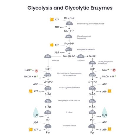 Glycolysis Biochemistry Science Vector Illustration Diagram 20953333