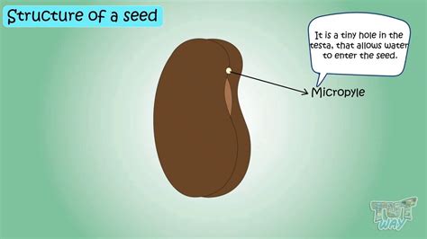 Structure Of A Bean Seed Science Grade TutWay Seed Science Seed Structure