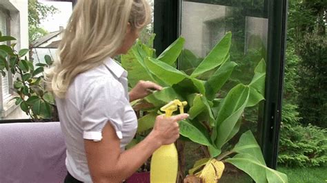 Cougar Anal For Stepsons Friend Milf Gilf Cougar Clips4sale