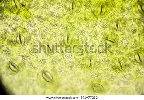 Stoma Micrograph Leaf Under A Microscope Organ Producing Oxygen And