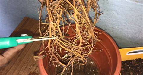 Root Pruning And Benefits Of Trimming Roots