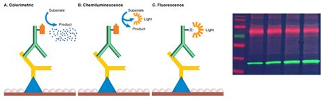 Matrioux Protein Research