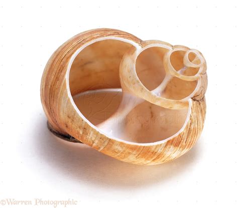 Roman Snail Shell Sectioned Photo WP08080