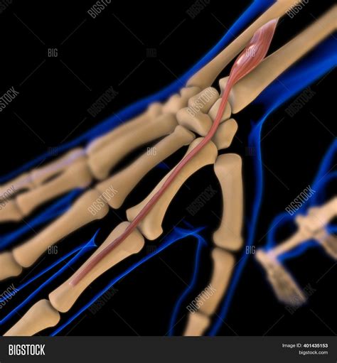 Extensor Indicis Image And Photo Free Trial Bigstock