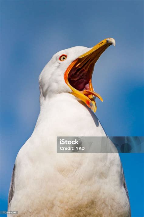활짝 열려 노란 부리와 흰 갈매기의 클로즈업 초상화 Larus Argentatus 또는 유럽 청 어 갈매기 갈매기는 큰 갈매기 길이 최대 65 M 이다 유럽의 모든 갈매기의