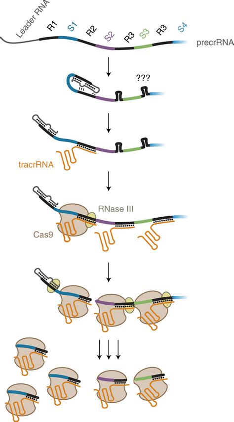 Proposed Model For The Role Of The Leader Region In Prioritization Of