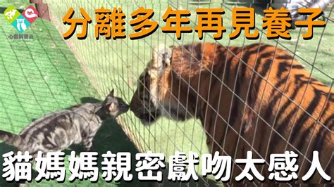貓媽媽把老虎當兒子養大，分離3年後再次見面，貓媽媽親密獻吻舉動惹鼻酸貓 老虎 收養 母愛 動物 心靈飼養員 Youtube