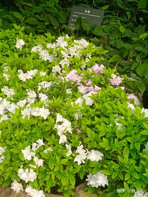 喉咙痛吃哪些食物好？ 知乎