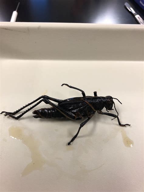Zoology Lab Practical 2 Grasshopper Diagram Quizlet