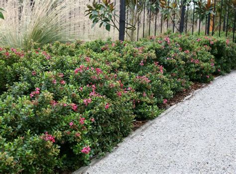Buy Escallonia Pink Pixie Plants Free Shipping Over 150