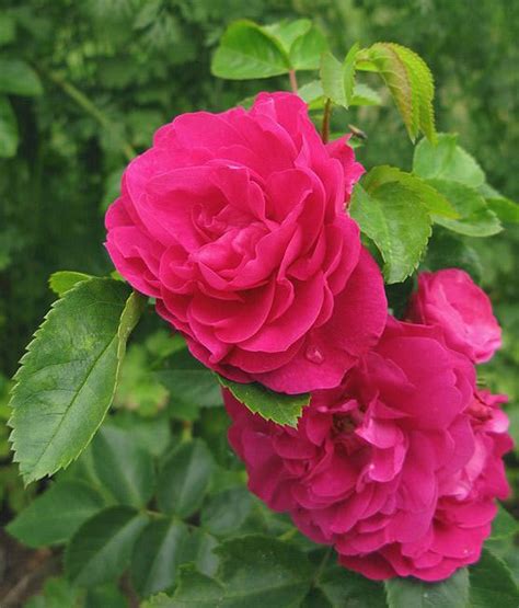 Канадские розы: морозостойкие красавицы для вашего сада - Flowers.ua