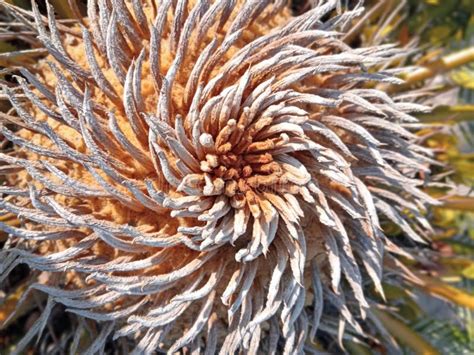 Flowers On Cycadophyta Plants Stock Image Image Of Leaf Nature