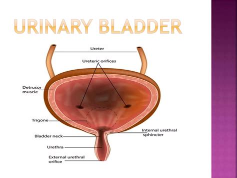 Anatomy Of Urinary Bladder Pptx