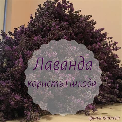 Lavanda Ua Знаменитий доктор 👨‍⚕️Паркінсон називав цю рослину 🌿засобом від всіх хвороб голови
