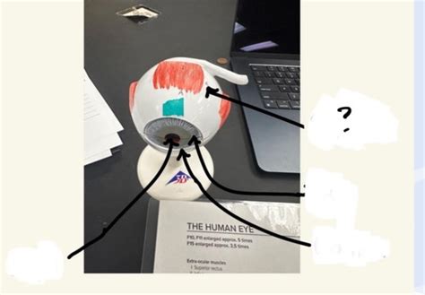 Ap Lab 12 Special Senses Flashcards Quizlet