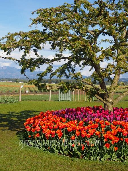 Tiptoe Through The Tulips GrandparentsPlus ComGrandparentsPlus Com