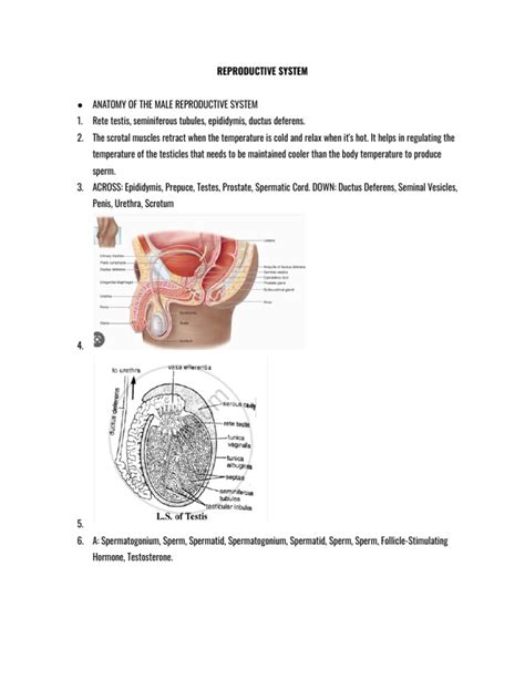 Male Reproductive System Answers Pdf