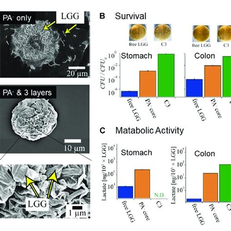 Encapsulation Of Probiotic Bacteria In Composite Polymer Formulations Download Scientific Encapsulation Of Probiotic Bacteria In Composite Polymer Formulations Download Scientific