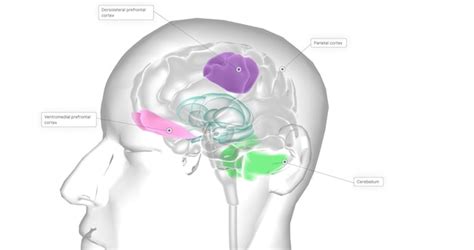 Premium Photo This Reduced Volume Of The Prefrontal Cortex Has Been Shown To Lead To Decreased