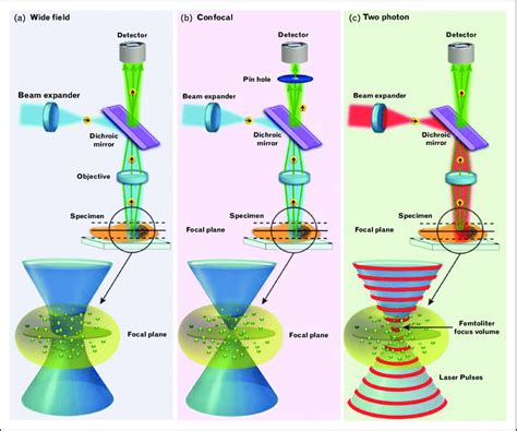 Differences Between Wide Field Confocal And Multiphoton Microscopy