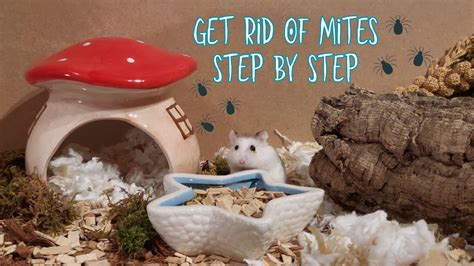 How To Completely Get Rid Of Mites From Your Hamsters Enclosure Step