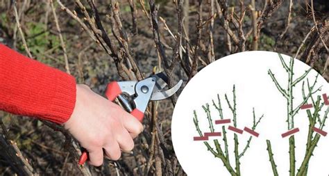 Обрізка смородини на початку весни навіщо та як правильно це робити