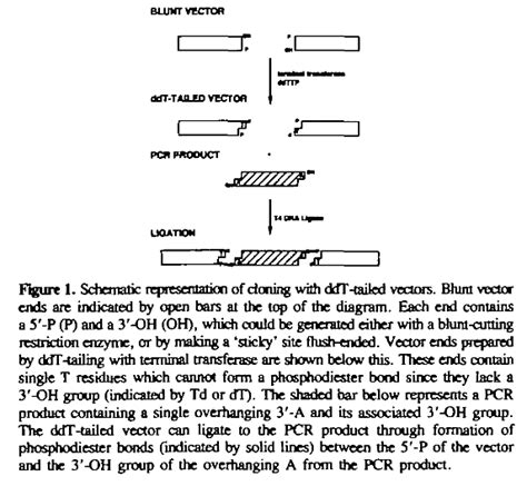 Genetics Ddt Tailed Ta Cloning And The Fate Of A Double Nicked Plasmid In E Coli Biology