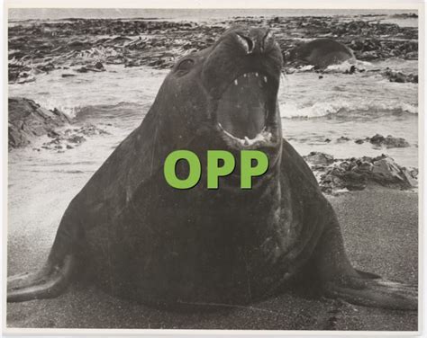 OPP Meaning Slang Org