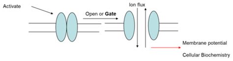 Lecture Ligand Gated Ion Channels Flashcards Quizlet