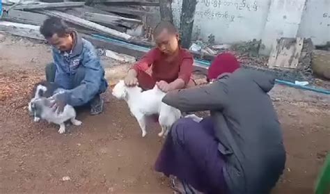 ဝက်လက်မြို့နယ်အတွင်းရှိ အိမ်မွေးခွေးများအား ခွေးရူးရောဂါကာကွယ်ဆေး အခမဲ့ထိုးနှံပေး Myanmar