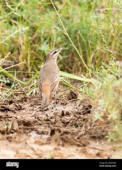 A Rufus Tailed Scrub Robin Feeding On The Ground In The Thorny Bushes