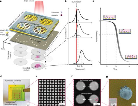 High Throughput Spatiotemporal Monitoring Of Single Cell Secretions Via Plasmonic Microwell