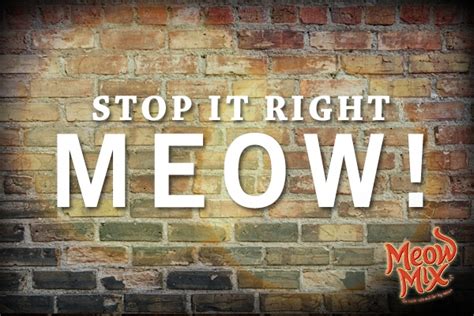 22 Best Images About Quotes For Meow On Pinterest To Be Cats And