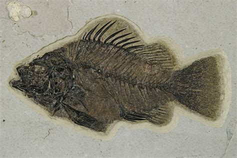 Fossil Fish Art