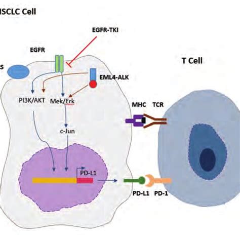The Relationship Between Pd L1 Expression And Egfr Pathway Nsclc