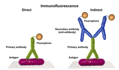 Immunofluorescence If Protocol Creative Bioarray Creative Bioarray