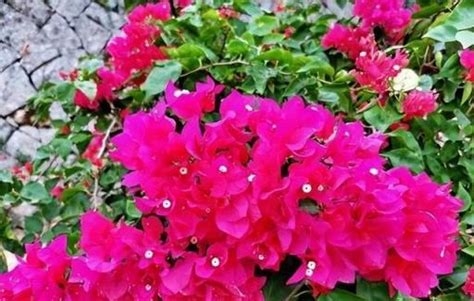 1月養三角梅，牢記掌握4個要點，安全過冬開花會更多 Imomo植物識別
