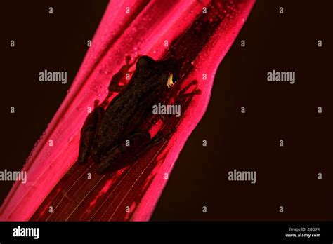 Night Frog Back Light Tropic Frog Stauffers Treefrog Scinax Staufferi Sitting On Pink Leaves