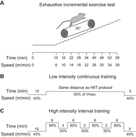 Diagrams Of Exercise Protocols A Maximal Incremental Exercise