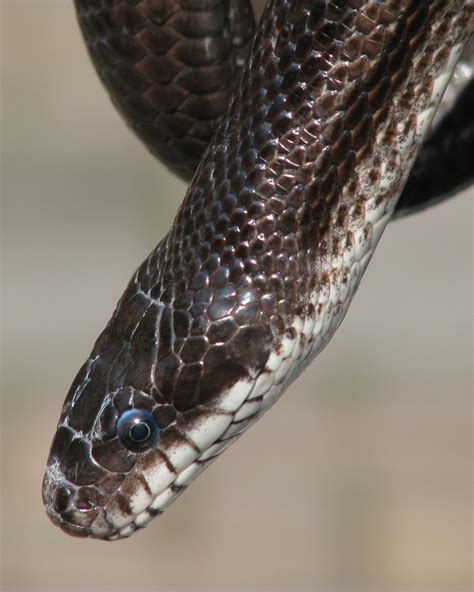 Rat Snake This One Is Captive Chattahoochee Nature Cente Flickr