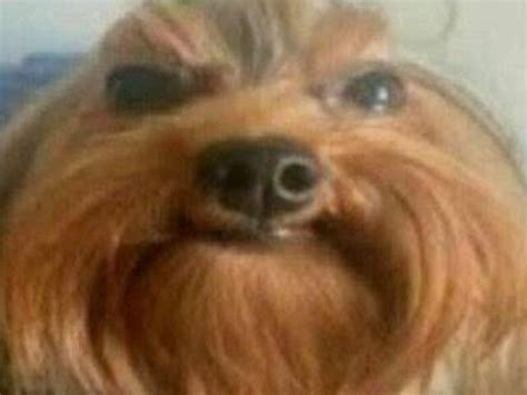 Cachorro Doa Porra Do Lorax👍 Quizur