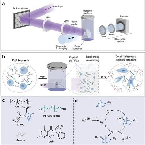 Xiao Hua Qin Assistant Professor Eth Zurich Zürich Eth Zürich Department Of Health