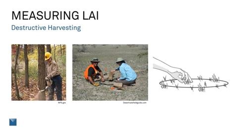 The Complete Guide To Leaf Area Index PDF Physics Science