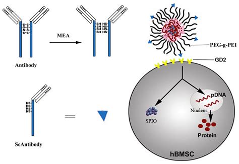 Schematic Diagram Of Targeted Gene Delivery To Hbmscs Doi Download Scientific Diagram
