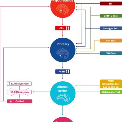 Schematic Representation Of HPA Axis Stimulation Via Different Tests Download Scientific