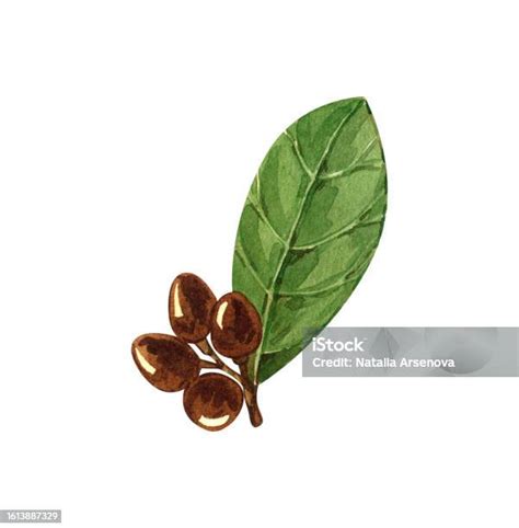 수채화 베이 리프입니다 손으로 월계수 나뭇잎 그림을 그립니다 허브 개체는 흰색 배경에 분리되어 있습니다 월계수 나무 허브의 월계수 장식 건강한 식생활에 대한 스톡 벡터 아트