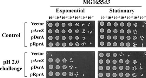 Recovery Of Acid Resistance Of Mutant Cells Lacking All Three