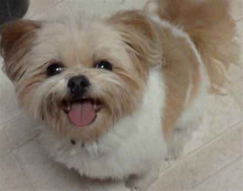 Shiranian Pomeranian Shih Tzu Mix Info Care Training Pictures